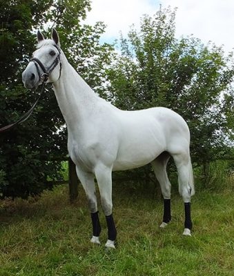 IceHorse® SUSPENSORY WRAP - FMBS Therapy Systems